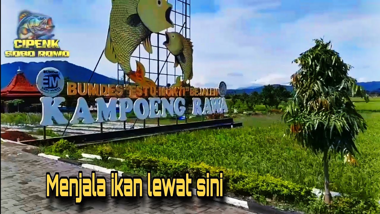 Cara menjala ikan di rawa pening//beranjang//kampoeng rawa //rawa ...