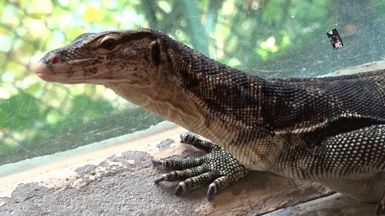 Varan malais ou Varan à deux bandes - Zoo de St Martin la Plaine (42 ...