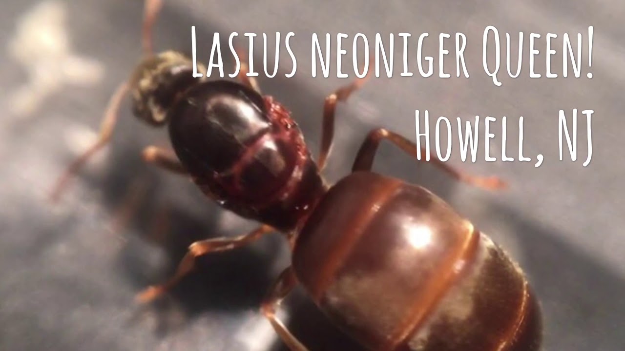New Lasius neoniger Queen! - YouTube
