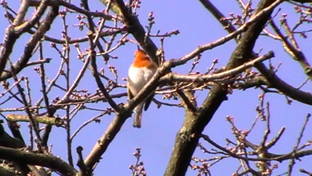 Robin Red Breast Singing for Spring 2013 Erithacus Rubecula British ...