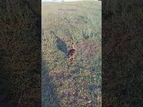 çöl ördəyi uçuşu  19.07.2023