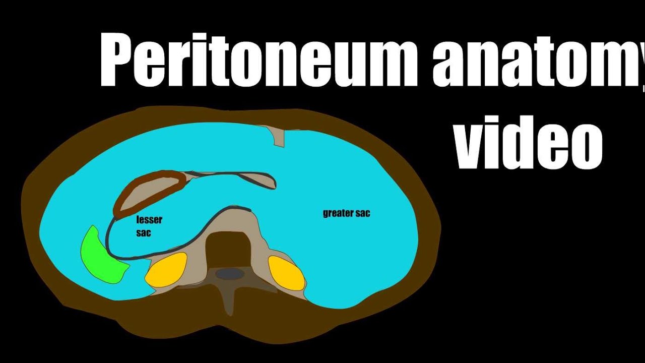 Peritoneum anatomy video - YouTube