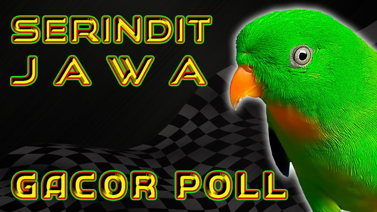 SERINDIT JAWA JANTAN GACOR #serinditjawa #serindit #masteranburung # ...