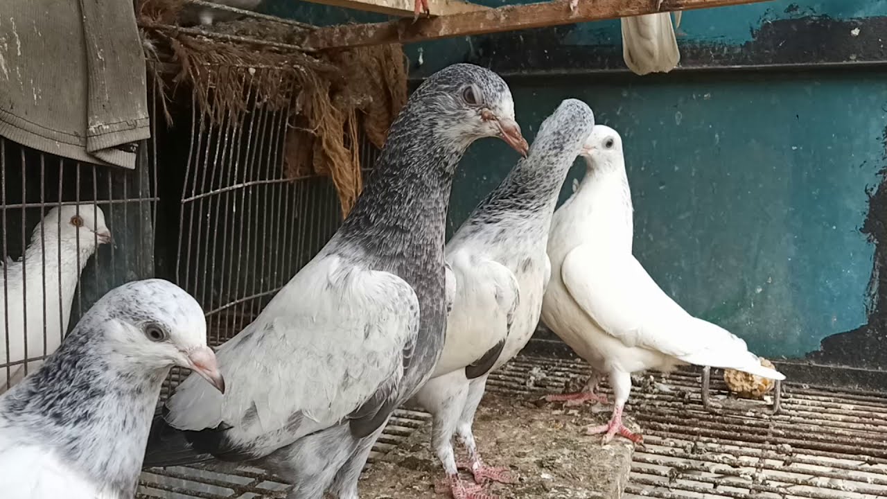 Kobutor palon with Jahangir with 👌👌👌👌👌🇧🇩🇧🇩🇧🇩 - YouTube