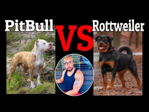 PitBull VS Rottweiler "Who will win"? - YouTube