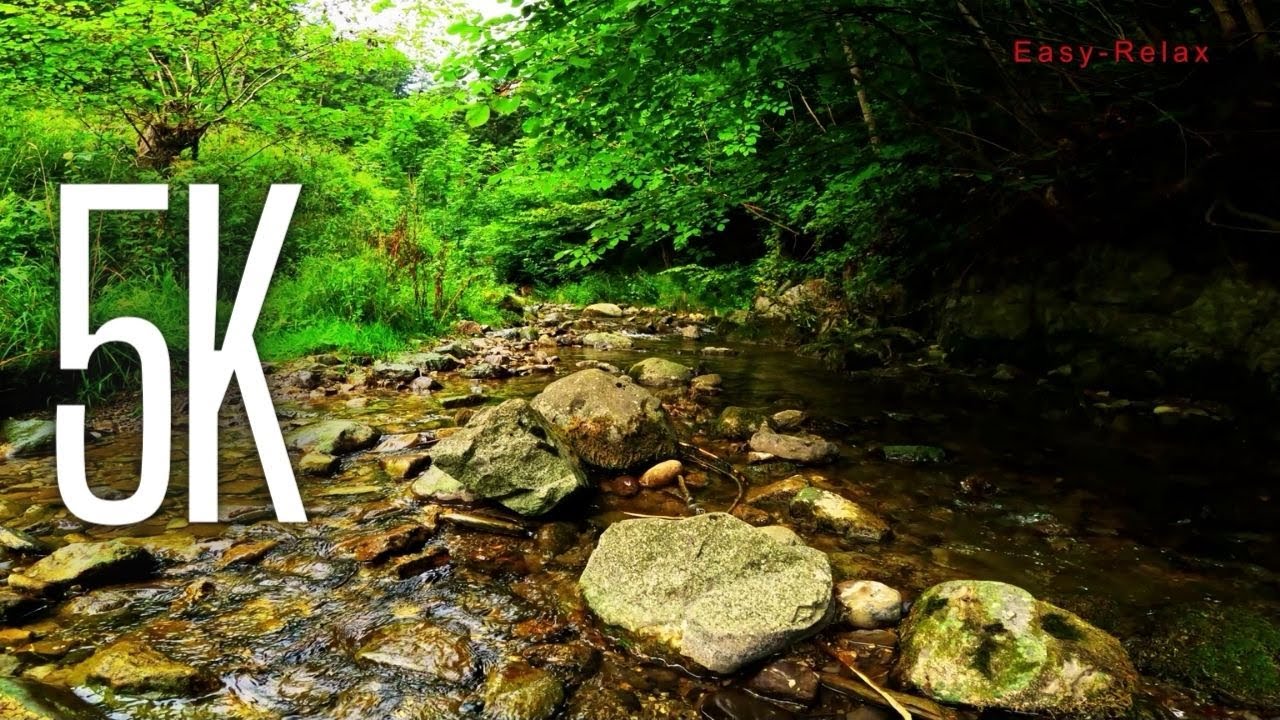 Quiet Stream: Deep in the green forest with bird songs for sleep, relaxation, concentration and ...