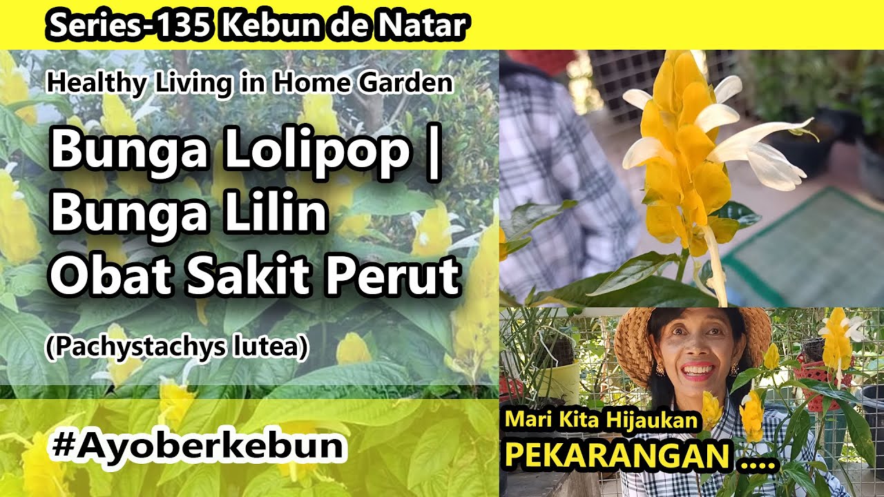 Cara Menanam Bunga Lolipop | Bunga Lilin | Pachystachys lutea - YouTube