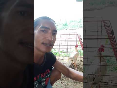 Paano mag purga ligu at Bacterial flushing para sa pag handa Ng manok ...