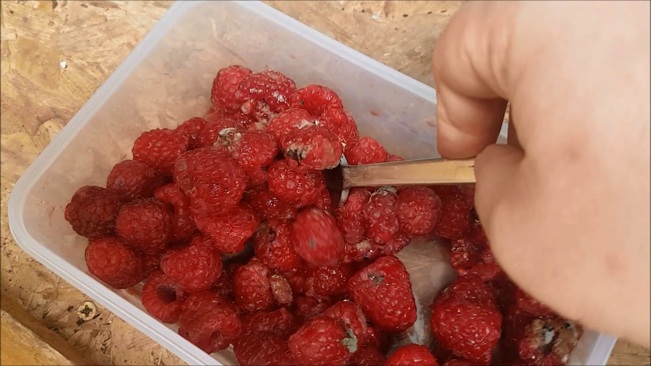 BWF - Feeding worms Raspberries - YouTube