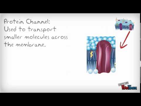 Biology Cell Membrane Animation - YouTube