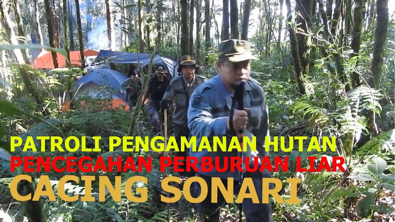 PERBURUAN LIAR CACING SONARI - YouTube