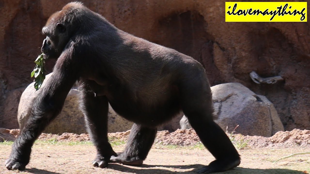 Gorillas in the Zoo - YouTube