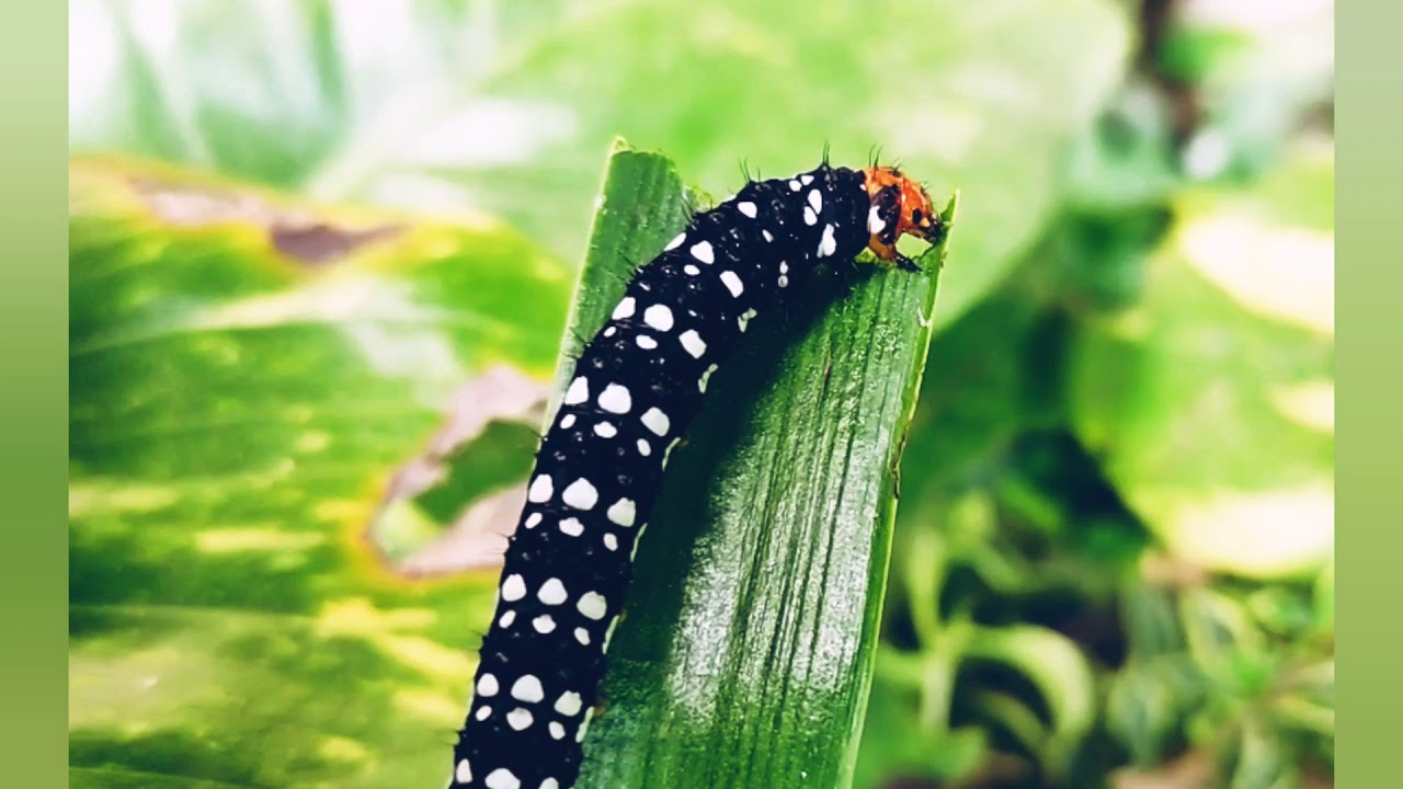 Lily or Lily Moth Caterpillar (Polytela gloriosae) feeding on Mike ...