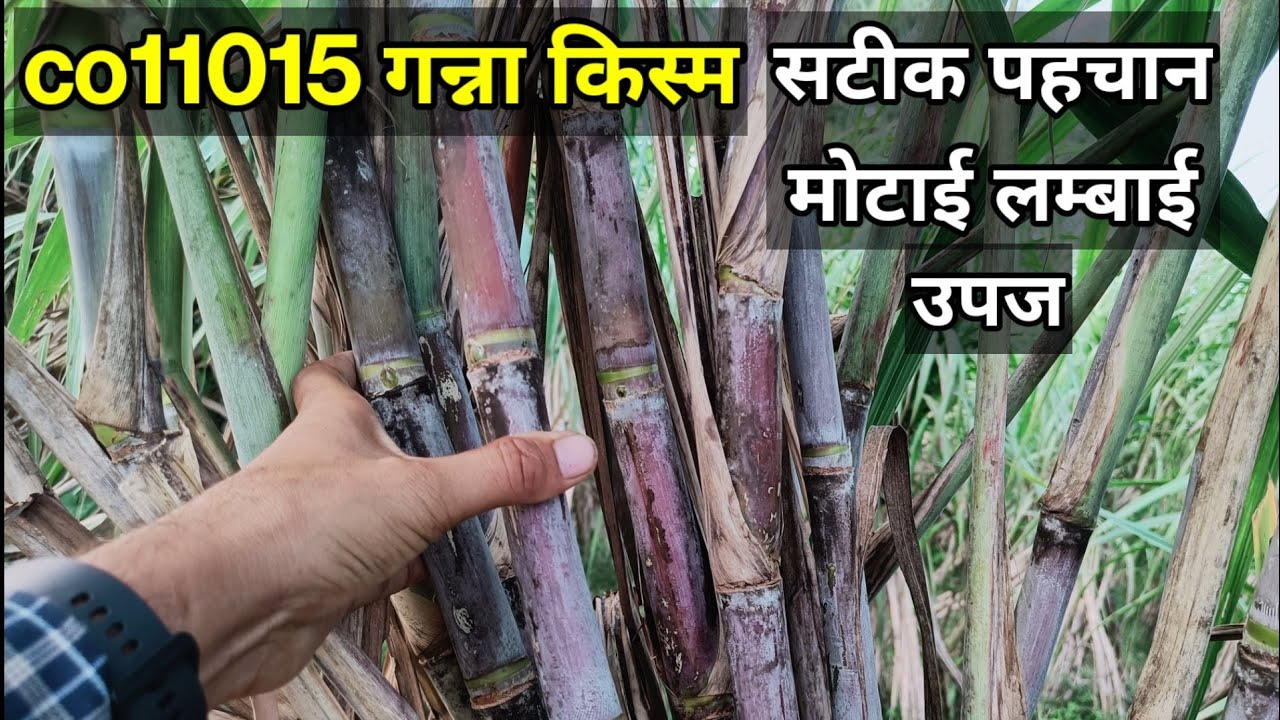 co 11015 गन्ना किस्म | 11015 sugarcane variety - YouTube