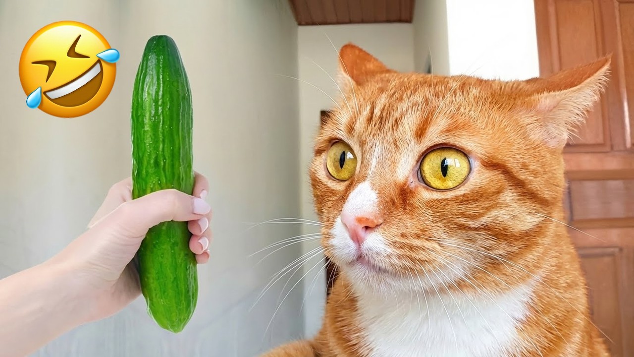 Funny animals that will have you laughing like crazy 😂 - YouTube
