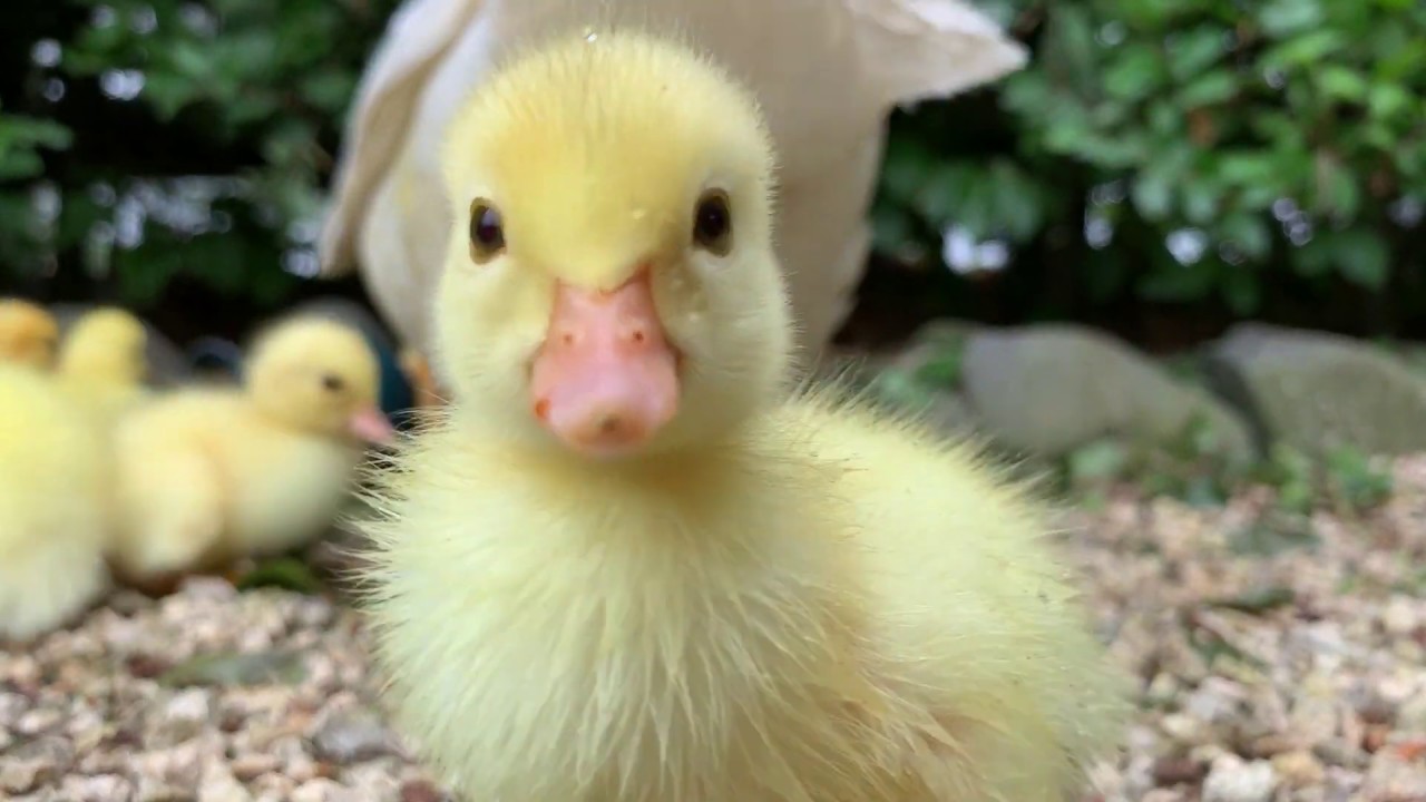Meet 1-day old ducklings at Oasis Cottage - YouTube