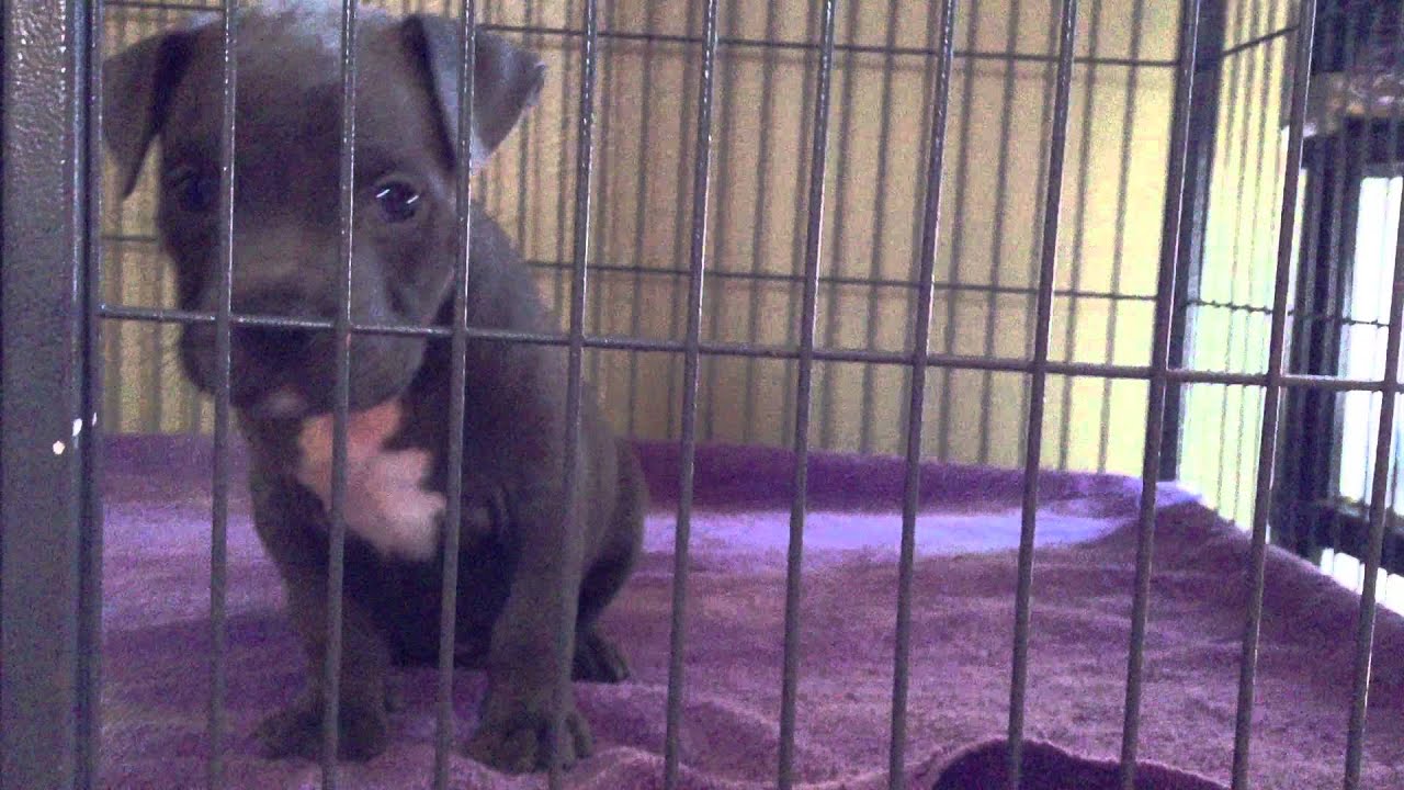 AMERICAN BULLY PUP 6 weeks old - YouTube