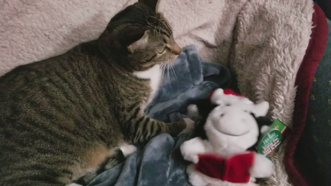 Lyra is Nonplussed with jingle cow. - YouTube