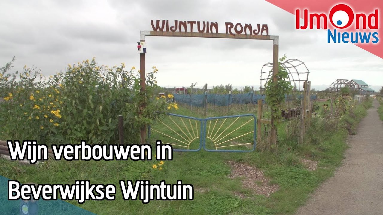 Wijn verbouwen in Beverwijkse Wijntuin - YouTube