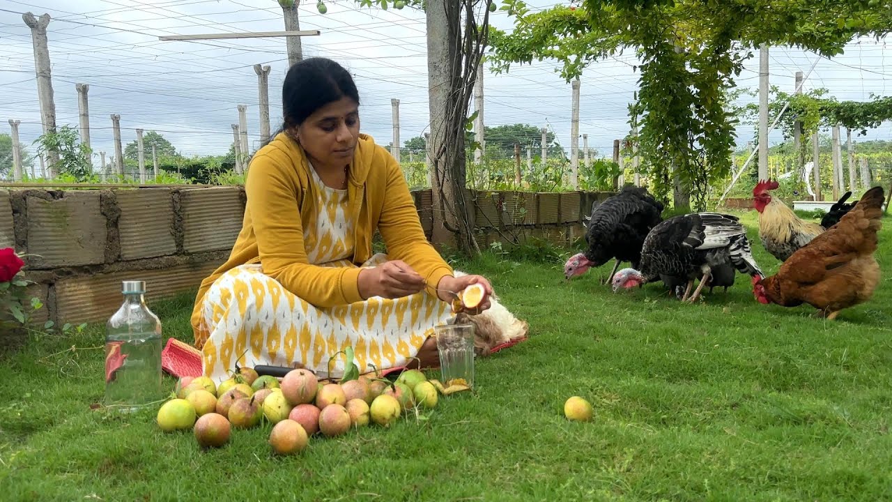 A Rainy day at Farm|ప్రకృతి జీవనం|| B Like Bindu - YouTube