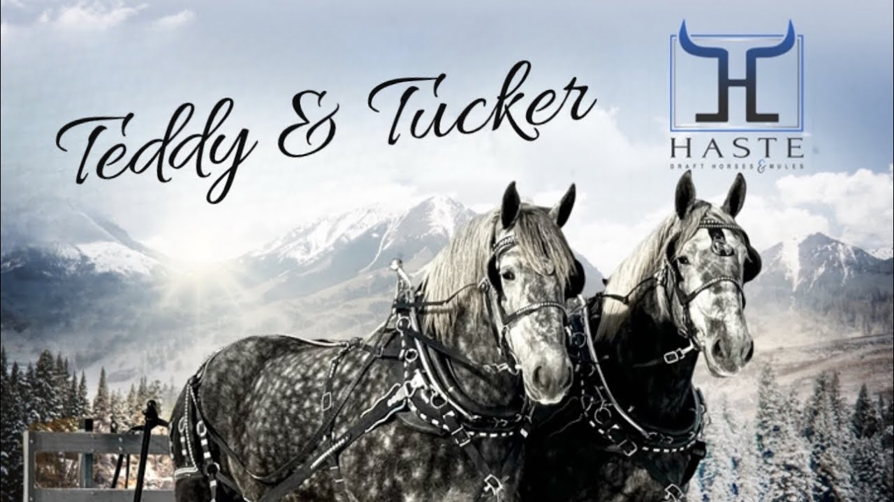 DAPPLE Grey Percheron Gelding Draft Horse team for Sale “ Good as it ...