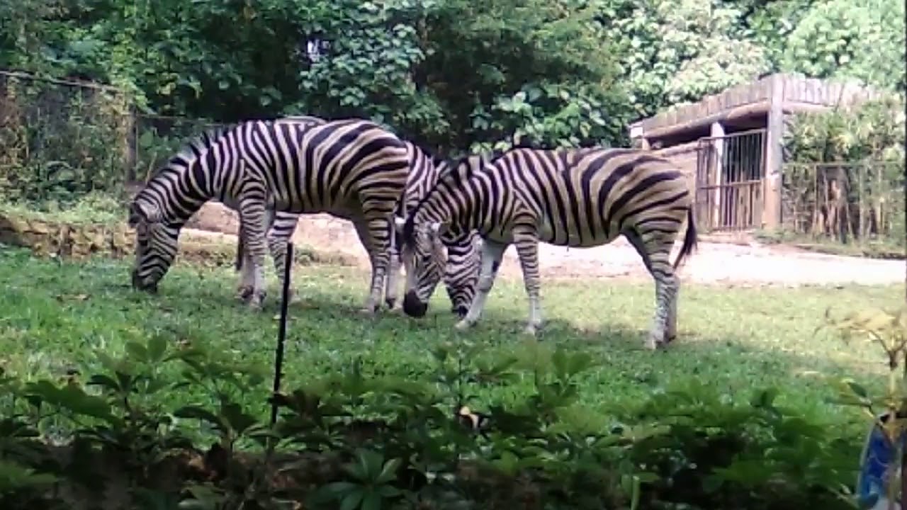 Kuda zebra - YouTube