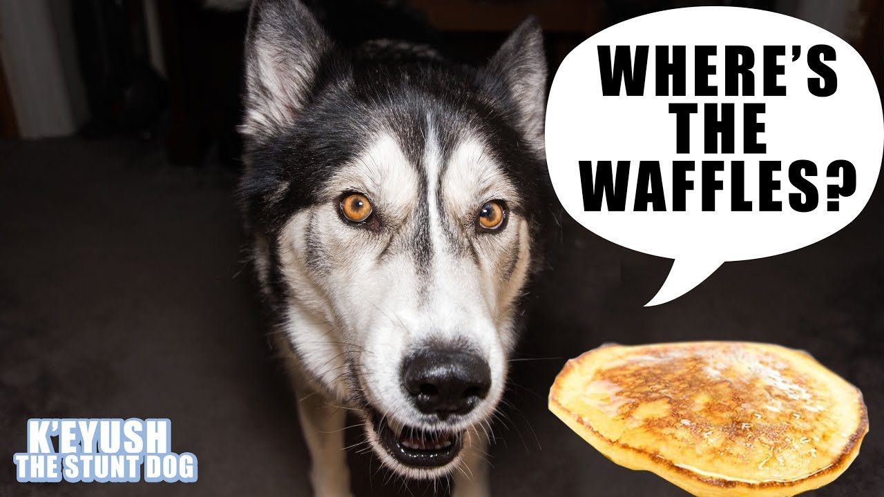 Husky Gets His Bowl To Try Pancakes - YouTube