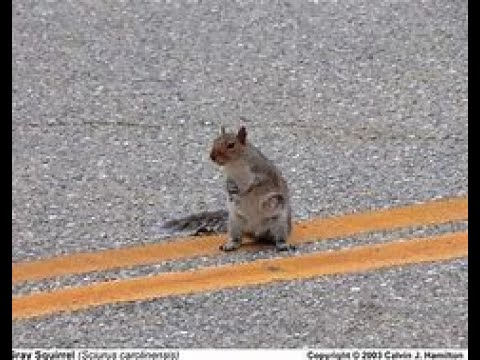 A Squirrel Crossing a Busy Street 9/6/20 - YouTube