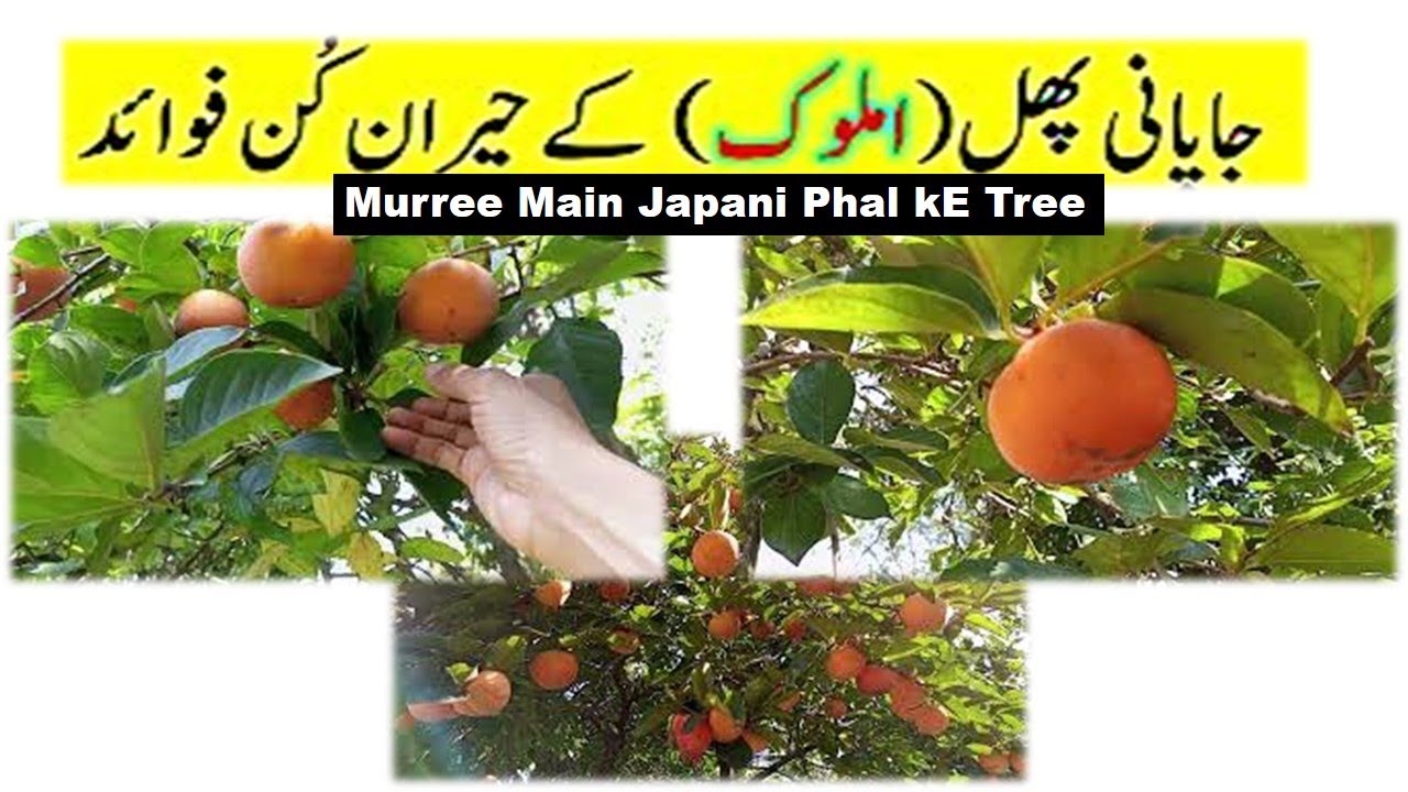Murree Main Japani Phal ke Tree - YouTube