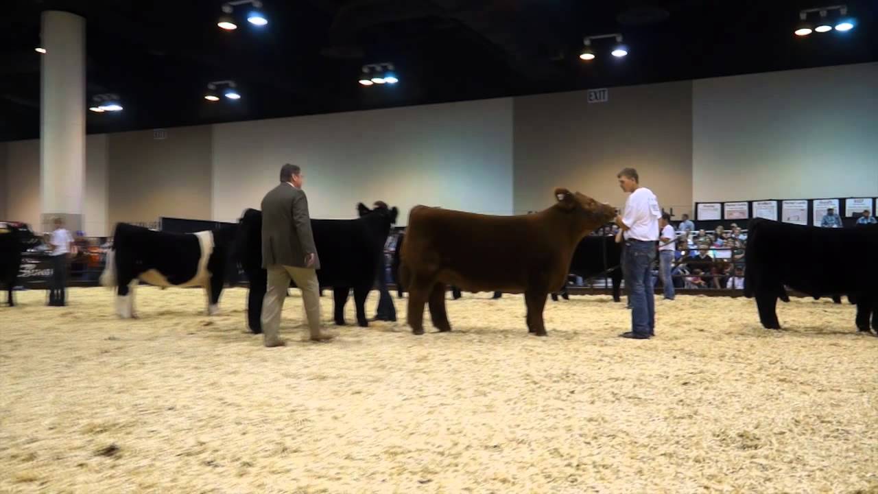 2014 Ak-Sar-Ben Steer Show - YouTube