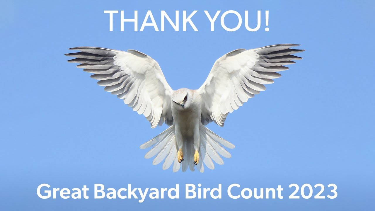 Great Backyard Bird Count 2023: Thank You! - YouTube