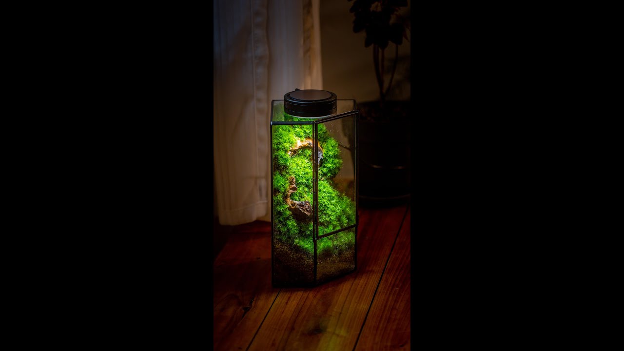 Tutorial: make a moss only corner terrarium - YouTube