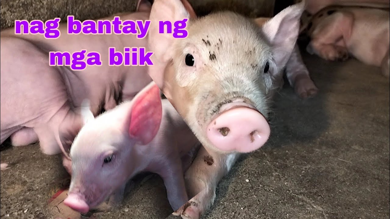 NAG BANTAY NG BABOY#baboyan #baboy - YouTube