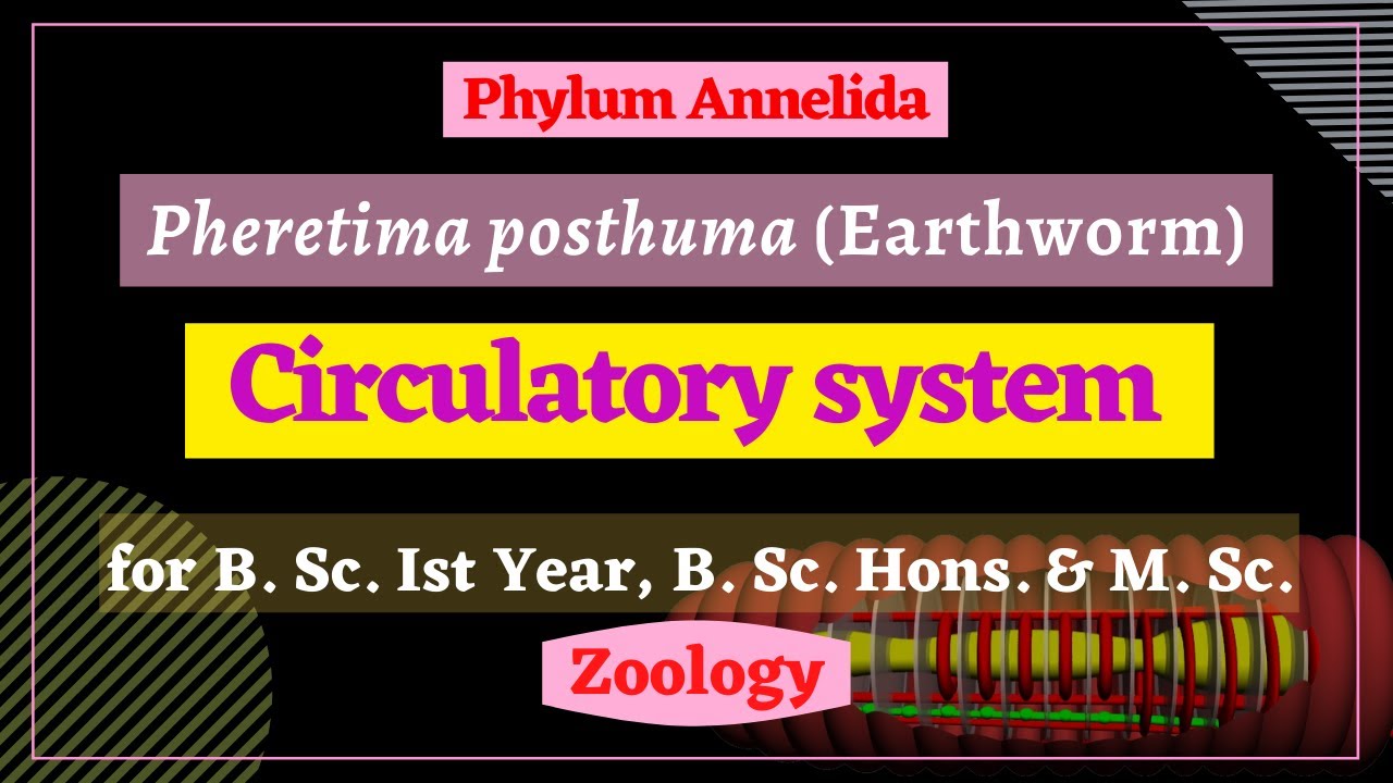 Pheretima posthuma || Circulatory system || Zoology - YouTube