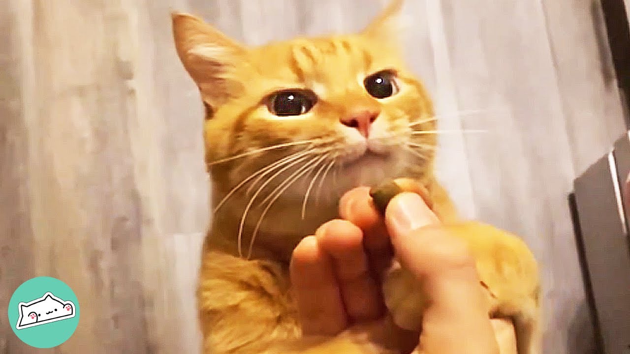 Cat Will Hang on Guy's Hand Before He Give Her a Snack | Cuddle Cats ...
