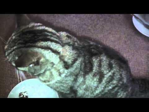 Boris The Cat 1 - YouTube