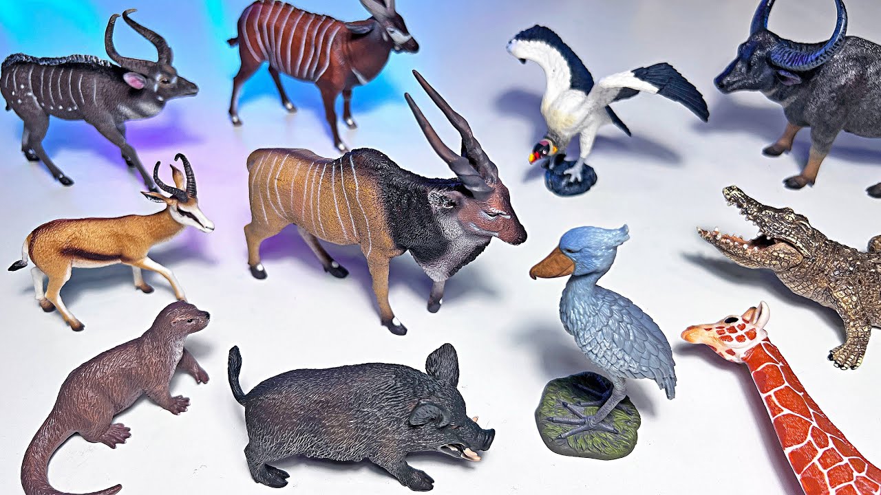 Wild Animals, Birds - Otter, Water Buffalo, Wild Boar, Mountain Nyala ...