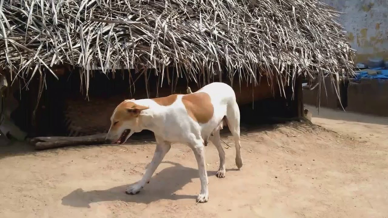 ramanathapuram mandai dog female - YouTube