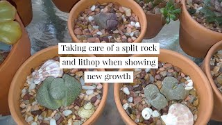 How I care for my split rock & lithop succulents, when showing signs of new growth
