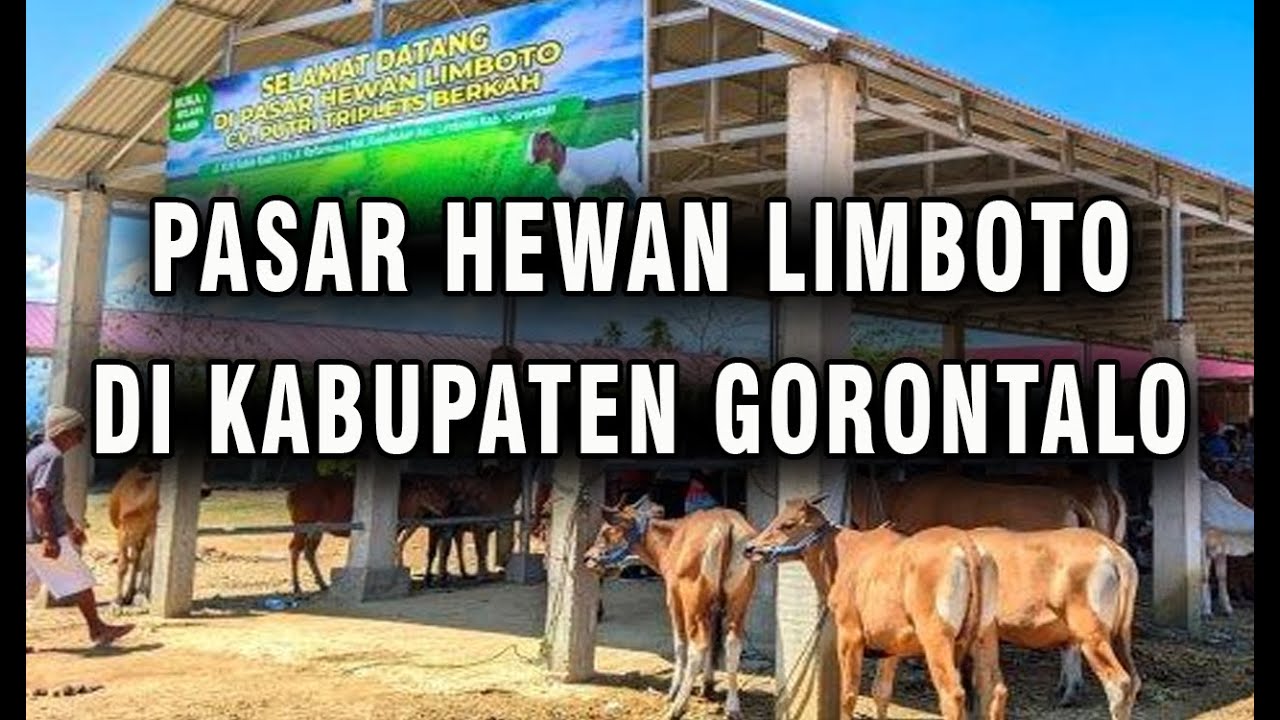 PASAR HEWAN LIMBOTO, KABUPATEN GOTONTALO - YouTube