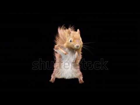 Be happy! Crazy brunduk return! funny video with positive squirrel