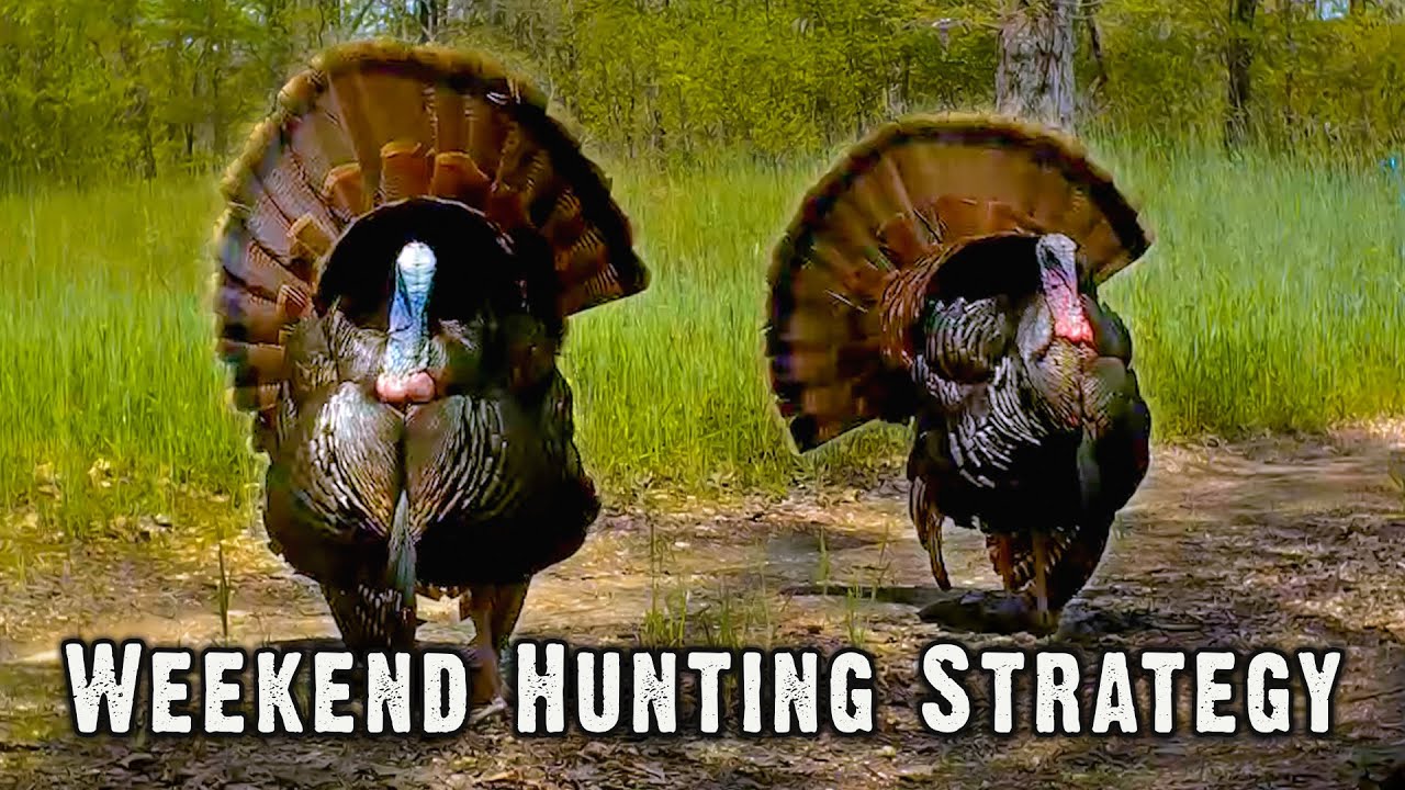 Best Turkey Hunting Strategies to Tag A Tom This Weekend: May 6-8, 2022 ...