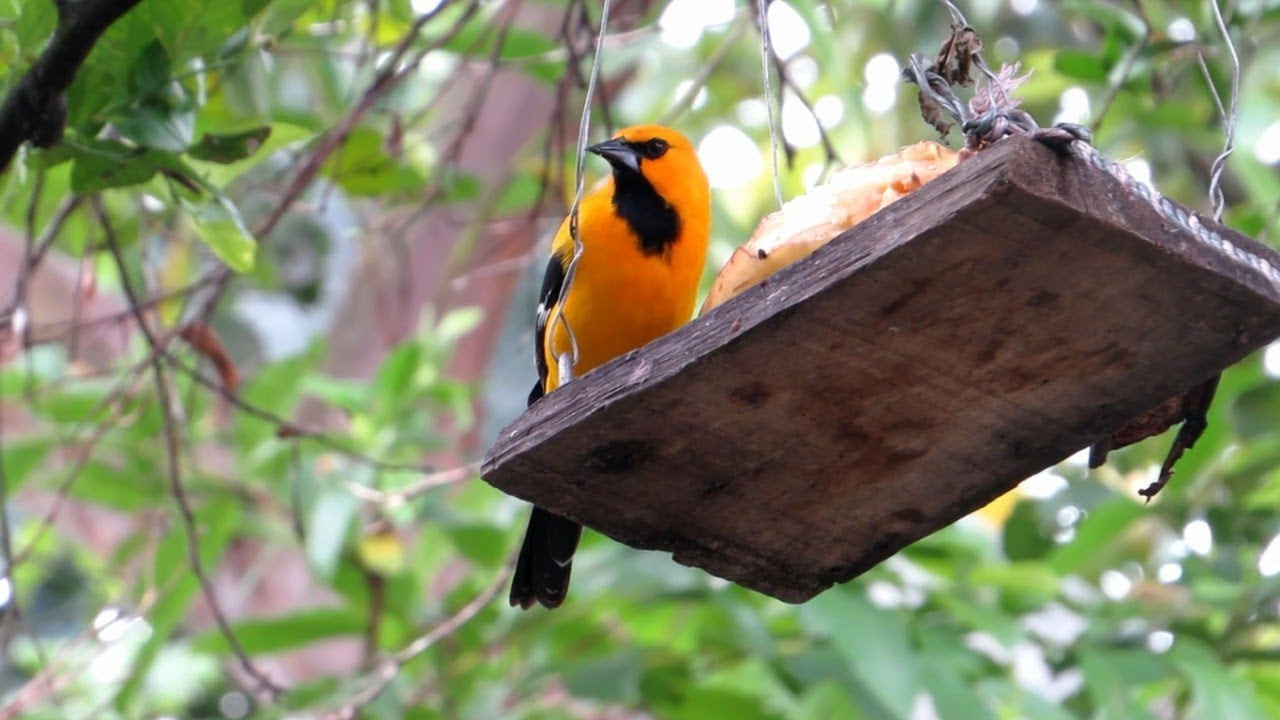 Las aves desde ojos distintos - YouTube