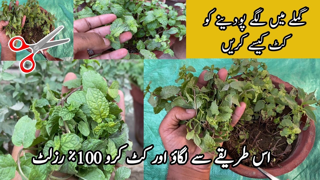 Mint Cutting Best Way For Maximum Harvesting Into a Pot | Gardening ...