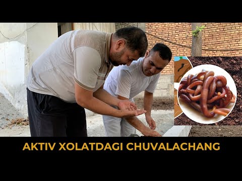 XAMMASI AKTIV😱 BIOGUMUS BIZNES (kaliforniya qizil chuvalchangi)