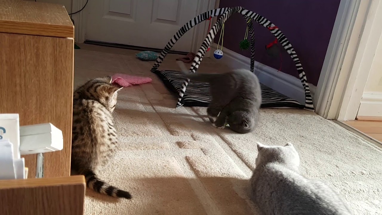 Kittens 14.1.18 - YouTube