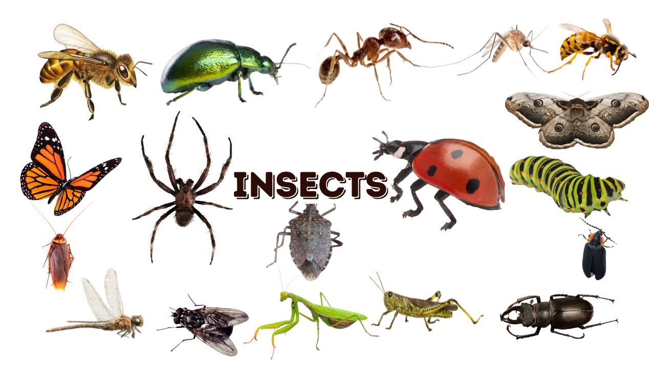 Insects Name in English | learn Insects Names| Different Types of ...