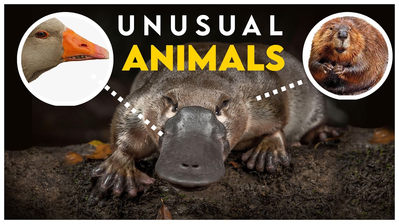 Discover the Top 10 World's Most Unusual Animals - YouTube