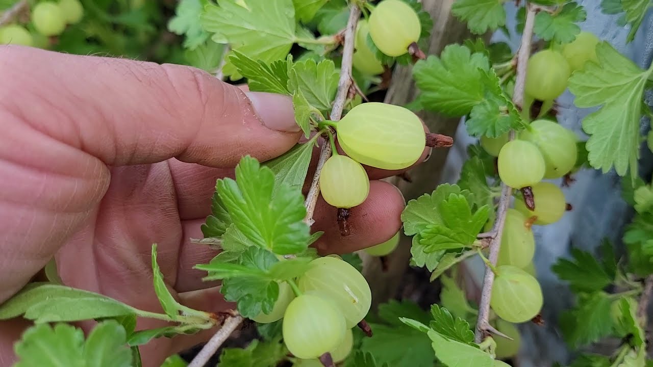 How to Grow Captivator Gooseberries In Your Garden - YouTube