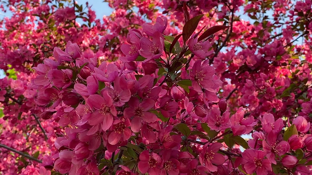 Nature Scenes from Spring - Ann Arbor, Michigan [4K] - Original Chill ...